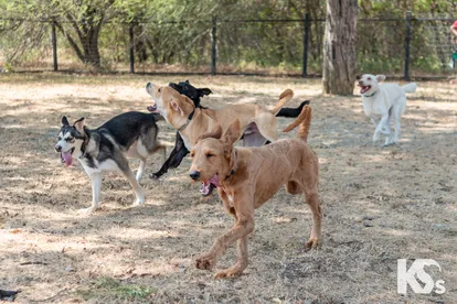 Meet Delta Dog, Our Veteran Service Pup
