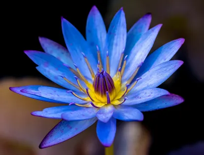 What is Blue Lotus Flower? Effects, Uses, and Origins