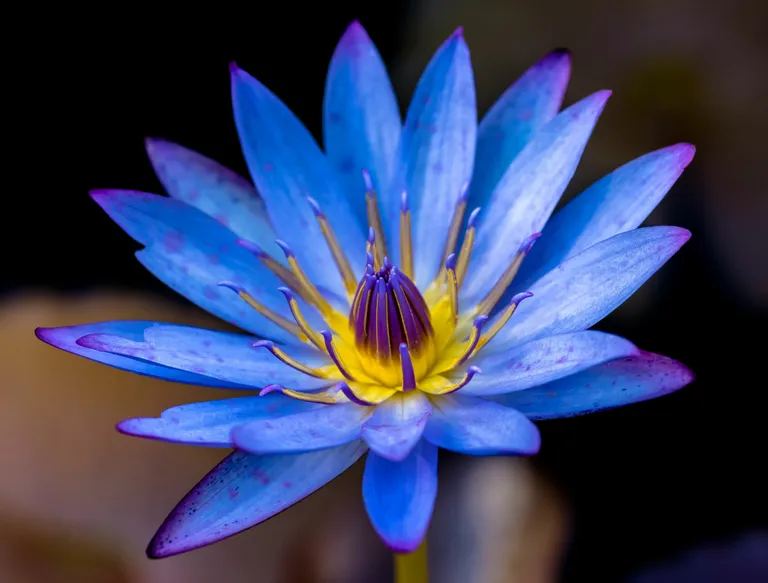 What is Blue Lotus Flower? Effects, Uses, and Origins