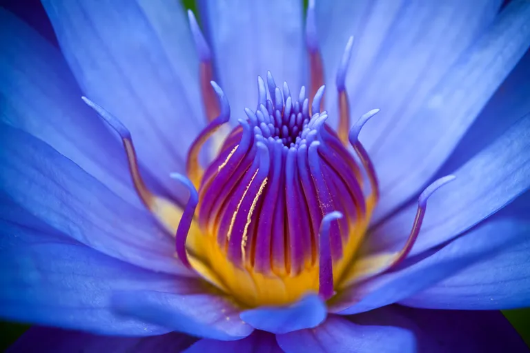 What is Blue Lotus Flower? Effects, Uses, and Origins